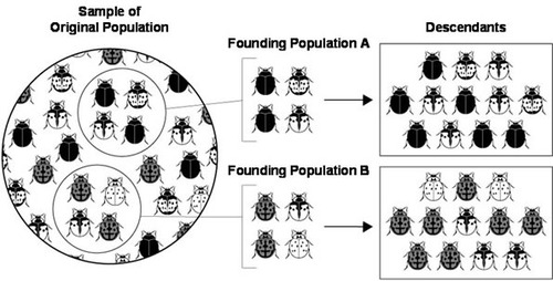 Founder Effect ~ Zoology-NETWORK