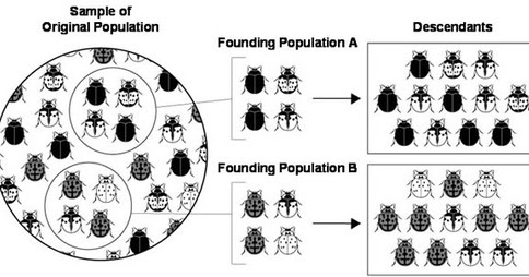 Founder Effect ~ Zoology-NETWORK