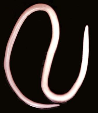 Info Top 17+ Contoh Cacing Gilig