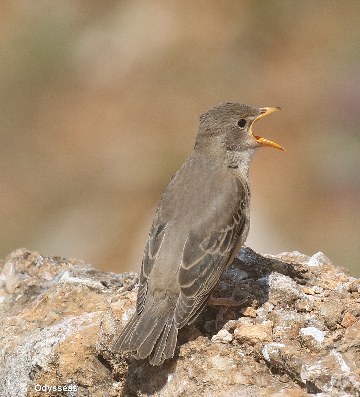 Nature in Greece: Αγιοπούλια - Rose Starlings