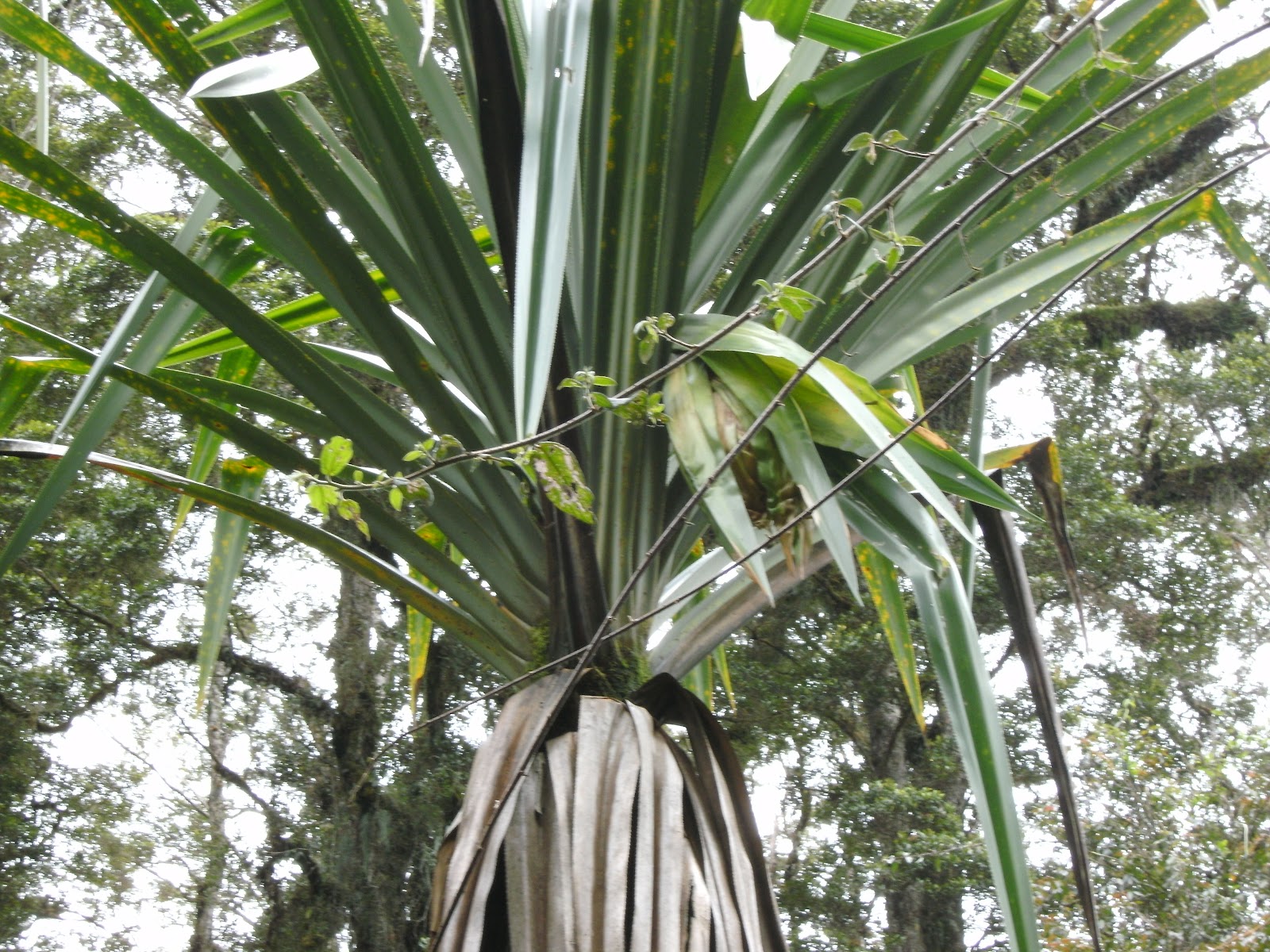 Last Karints in Pictures: Pandanus Nut (Karuka) Season