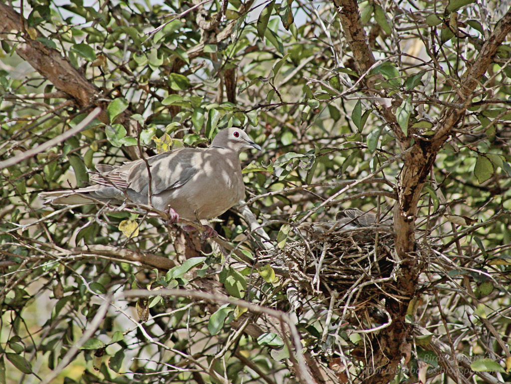 Birds of Barbados: Collared Dove Nesting a Welcome Distraction