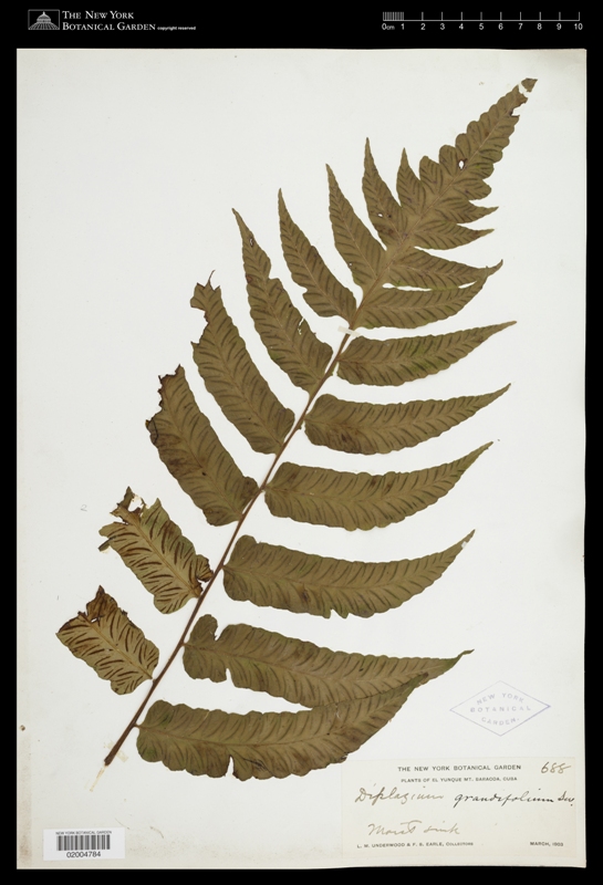 FAMILIA DE HELECHOS EN PUERTO RICO: WOODSIACEAE( ATHYRIACEAE) DIPLAZIUM