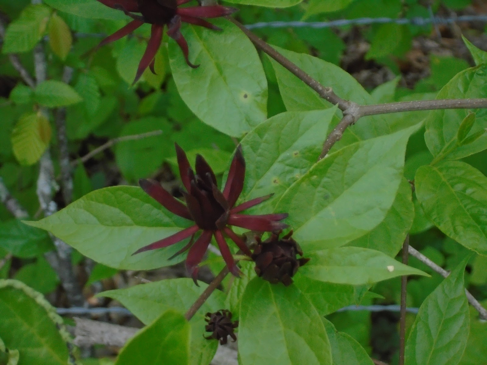 Vicki Lane Mysteries: Bubby Bush