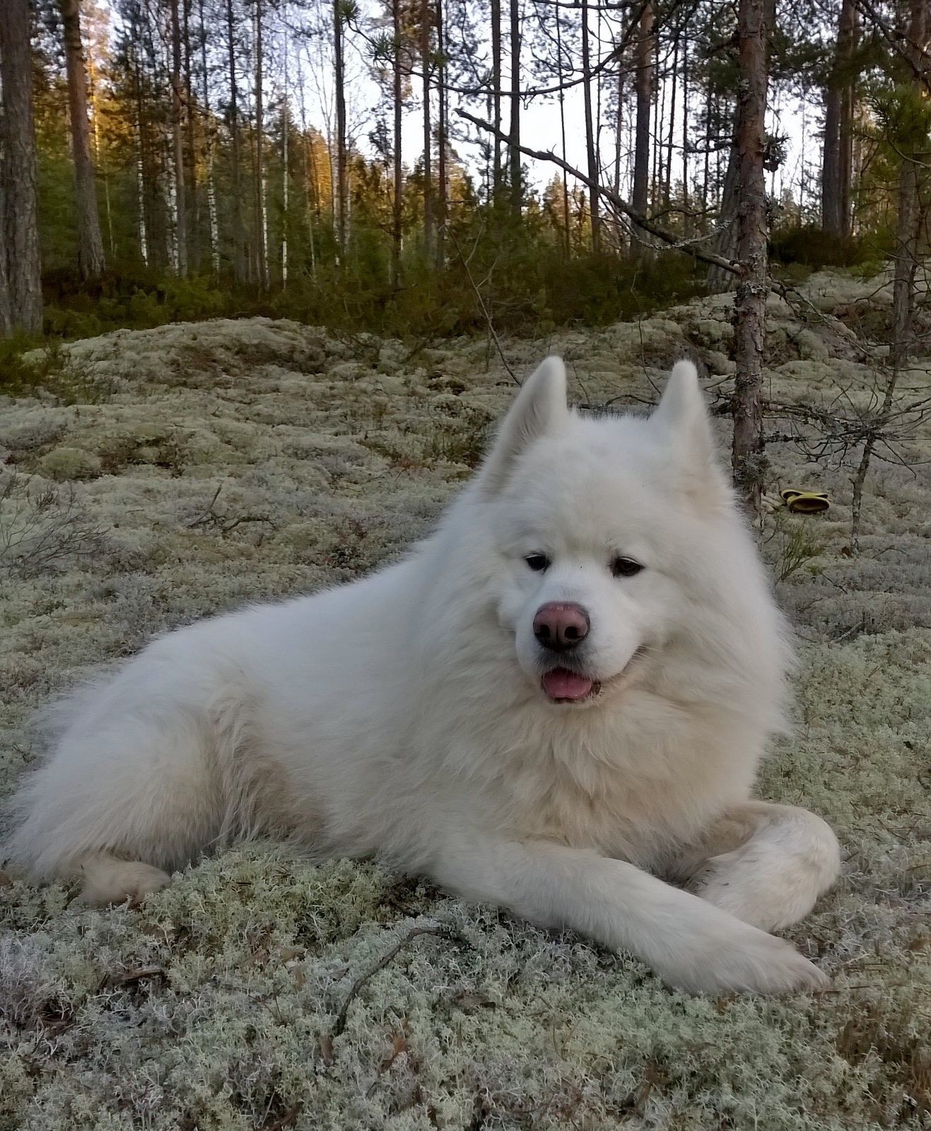 Lemmikkilankaa: Samojedi: Unto