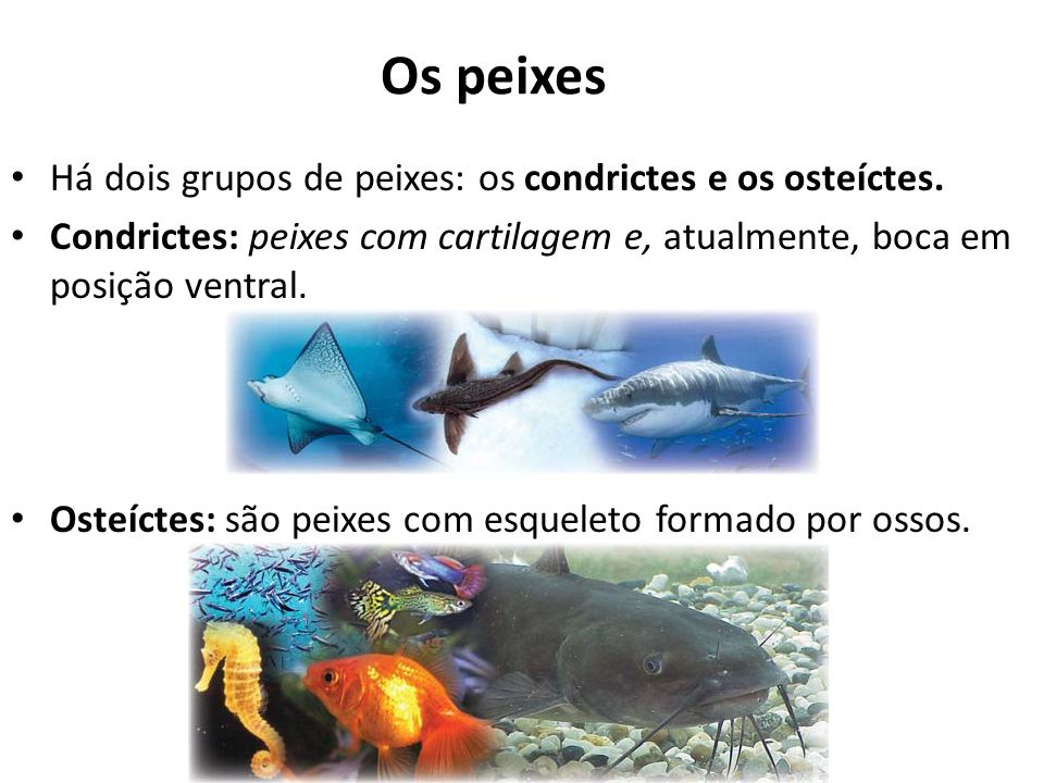 Filo cordados: peixes condrictes e osteíctes. | Biologia: A ciência da vida