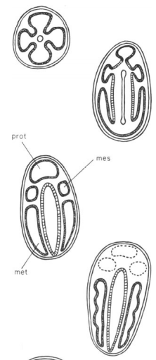 Evolution and Significance of Metamerism