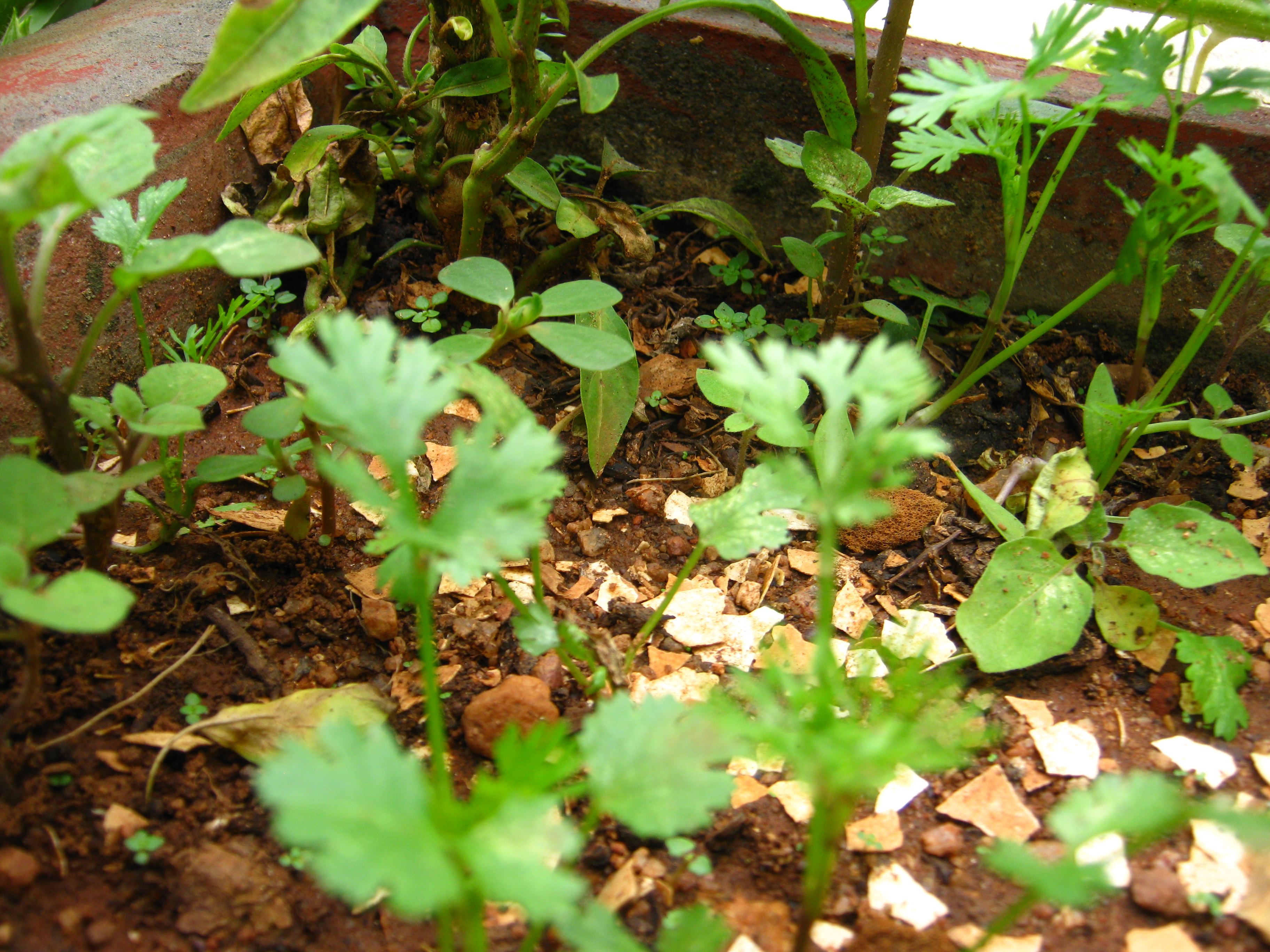 Fruit (and vegetable) bearing plants around me