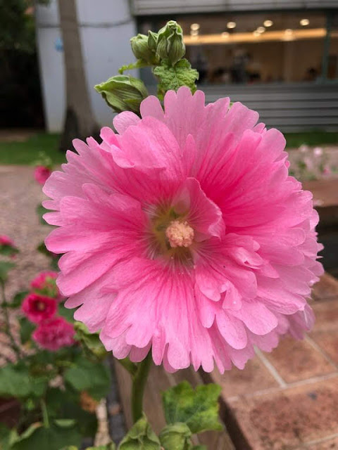 DIVAGAR SOBRE TUDO UM POUCO - Poemas, Flores, Pinturas, Férias: 🌺 A ...