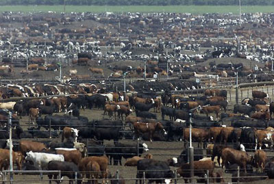 Home: FYI: Happy Cows ARE from California