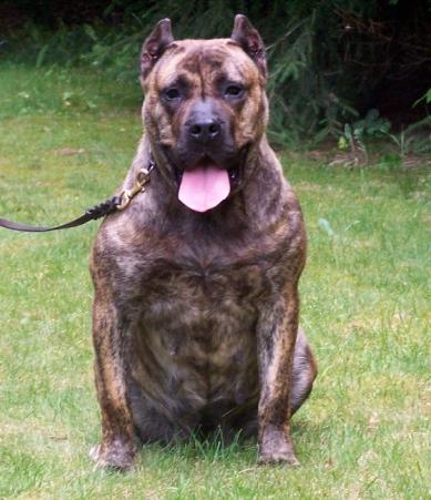 Alano Espanol Dog Breed Photos | Dog Pictures Online