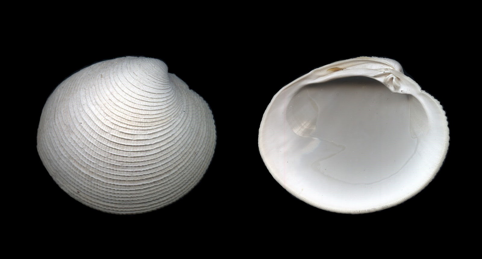 Moluscos marinos de Argentina: Leukoma antiqua (King & Broderip, 1832)