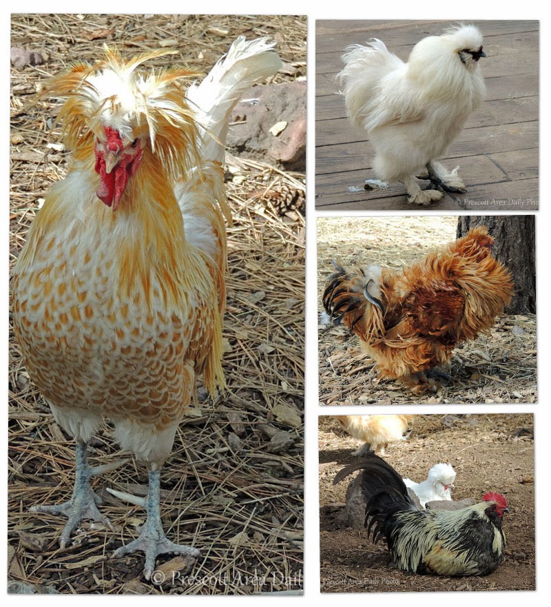 Prescott Area Daily Photo: Bearizona....Fancy Chickens