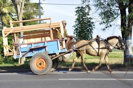 Cidomo (Cikar) Lombok dan Variannya ~ Skepat Lombok