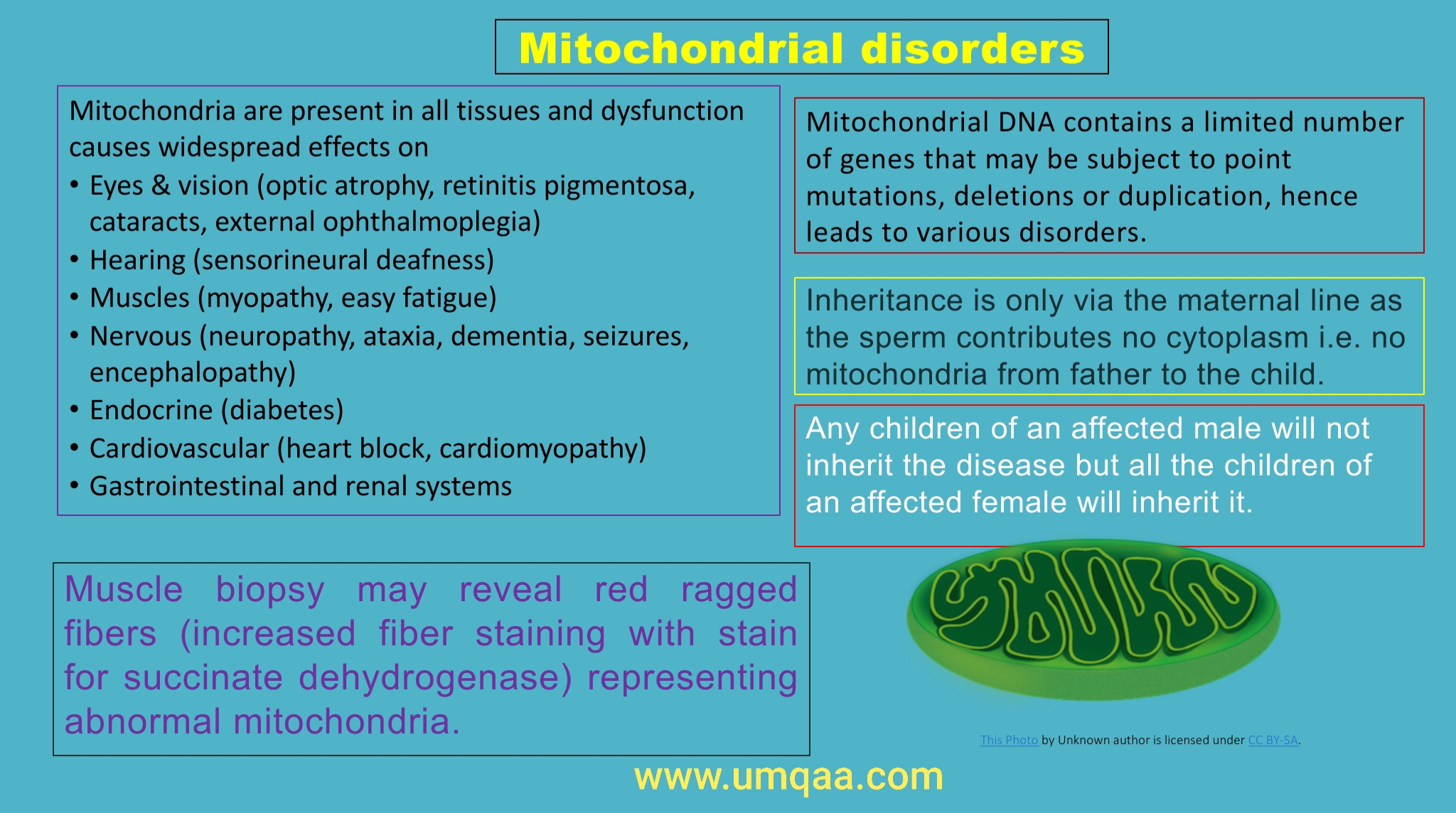 What are the Mitochondrial disorders?