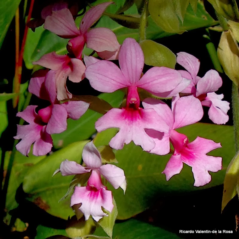 Ricardo's Blog, : Calanthe rubens Ridl. 1890, a deciduous terrestrial ...