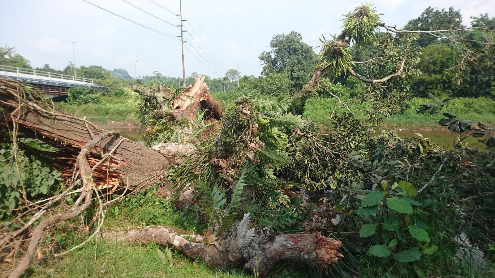 Waris-Waris Penyurat Bayan: Pohon Benulu Tumbang