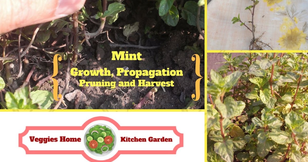 Veggies Home Kitchen Garden: Mint Growth, Propagation, Pruning and Harvest