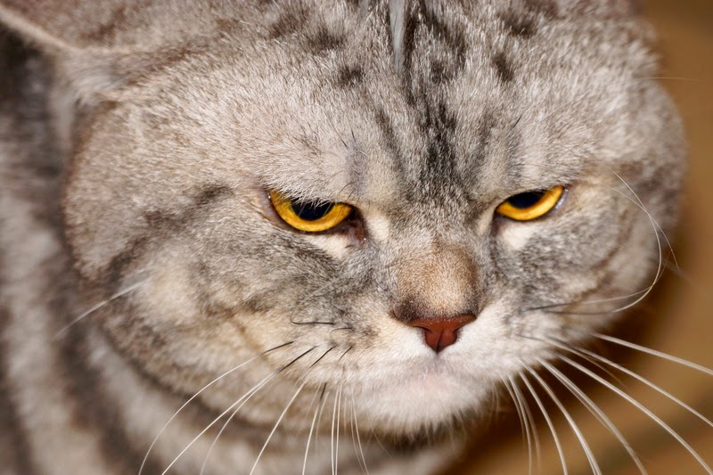 The Cuddlywumps Cat Chronicles: The Queen of Cats Lives!