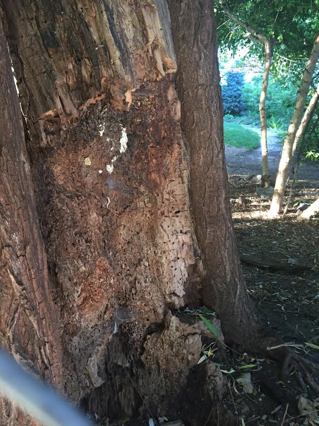 EV Grieve: So long Cher, the willow tree of La Plaza Cultural