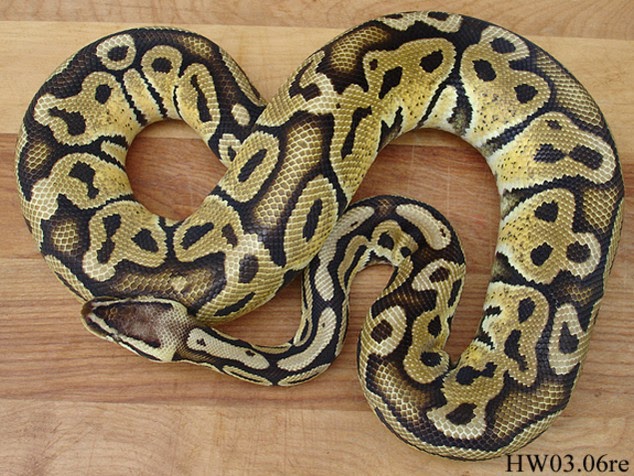 Full Grown Ball Python