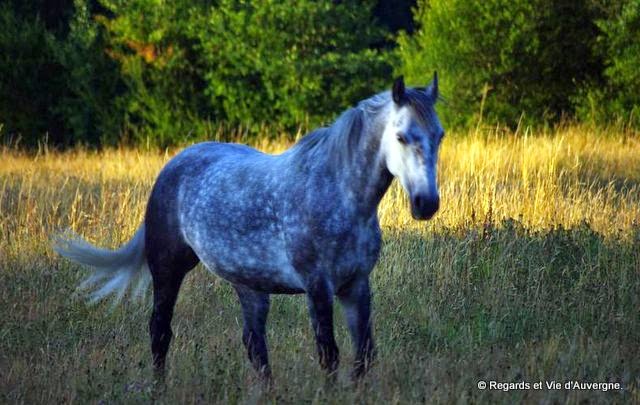 Cheval, Sommet de l élevage 2014