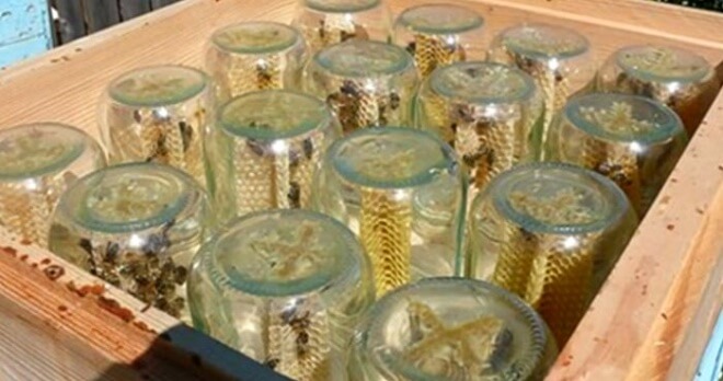 Man Invents Homemade Beehive To Save The Bees, And It's Going ...