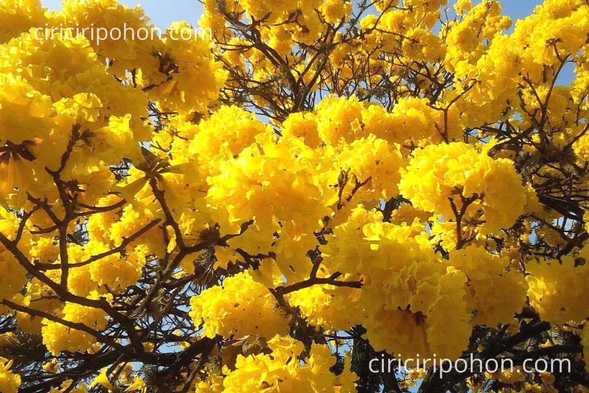 Tips Agar Pohon Tabebuya Berbunga Lebat dan Memesona - Ciriciripohon.com