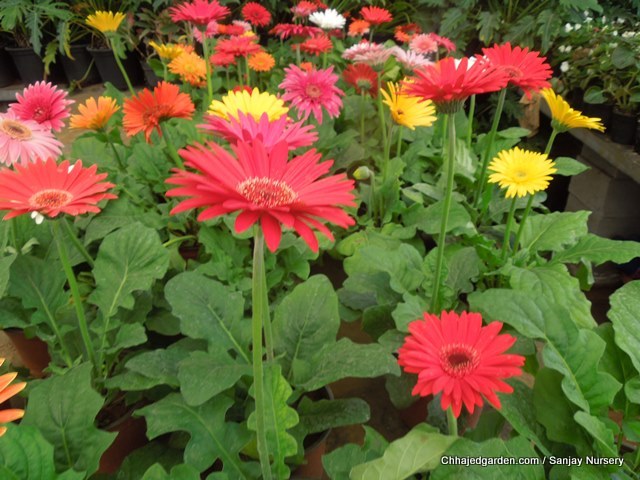 Exploring The New.......: Gerberas The Elegant Flowering Garden Plant