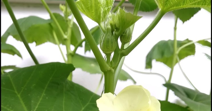 Simple Living In Nancy: Fat Stubby Okra (Lady's Finger) - Harvesting ...