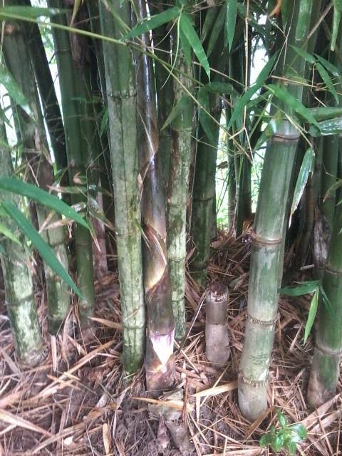 Sri Mersing: Buluh Dan Sungai