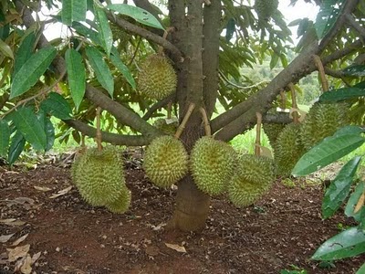 NAMA ILMIAH DURIAN DAN RAMBUTAN