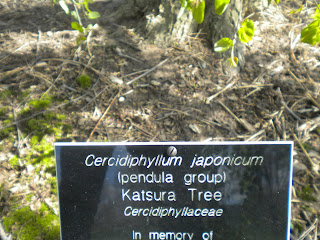 The Trees of Swarthmore's Campus: Katsua Tree, Cercidiphyllum japonicum