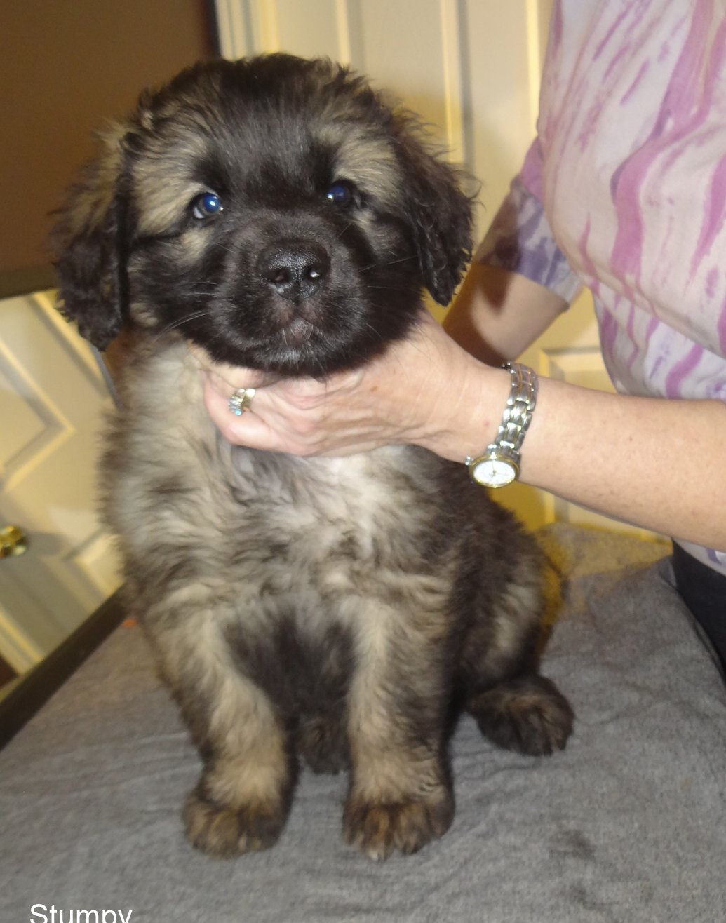 Heronview Leonbergers: Conformation shots of puppies