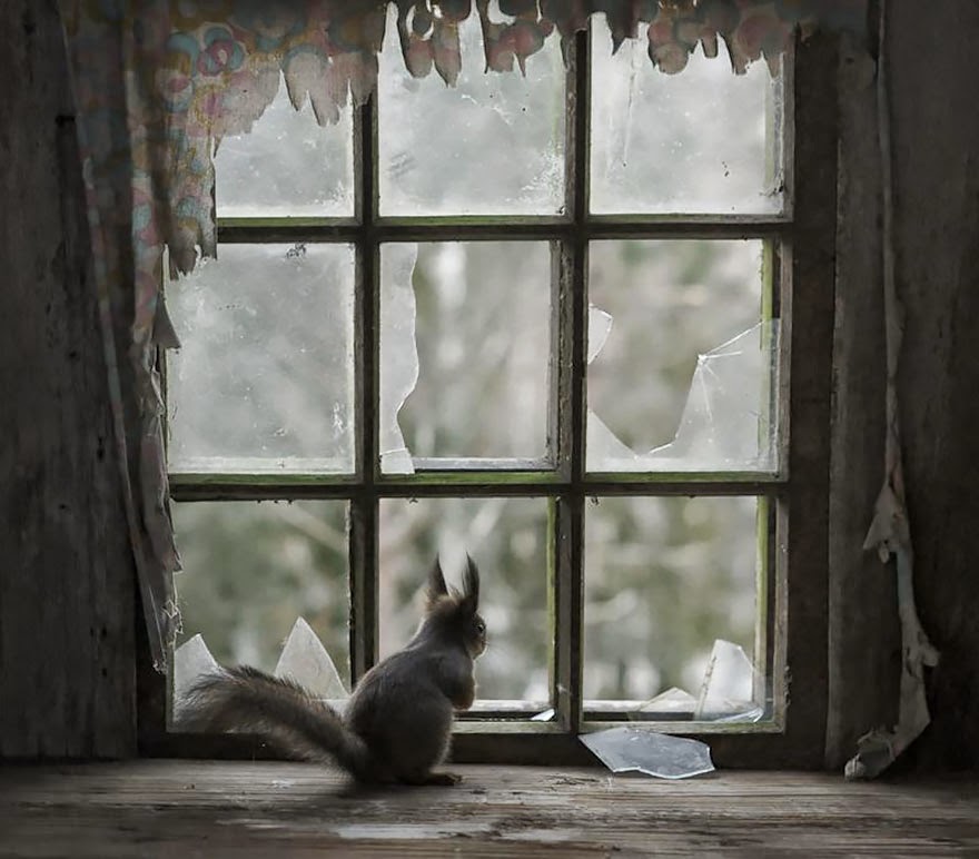 18 WONDERFUL PHOTOS OF ANIMALS PEERING THROUGH WINDOWS | So Today I...