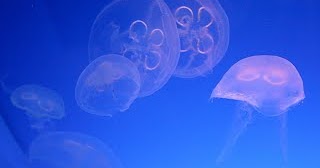 Scyphozoa Facts, LifeCycle, Species, Diet