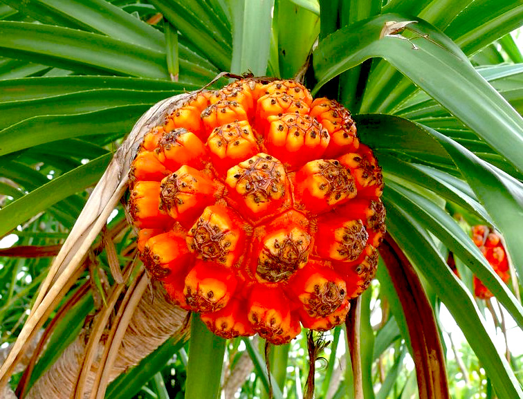 Tips & Trik Untuk Menanam Pandan Laut!