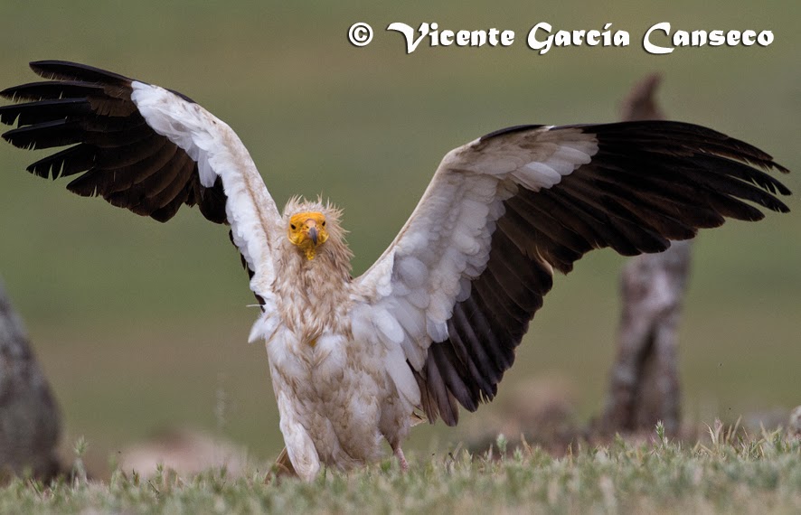 Imagen y Naturaleza . Blog de Vicente García Canseco: El buitre blanco