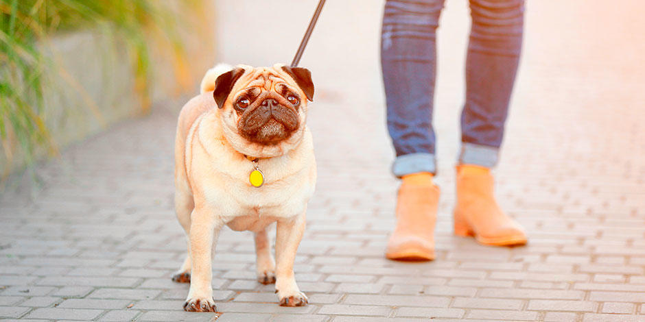 5 tips para sacar a tu perro en tiempos de cuarentena