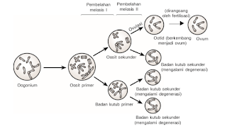 Sistem Reproduksi Pada Manusia Materi Pelajaran IPA Kelas 9 Pertemuan ...