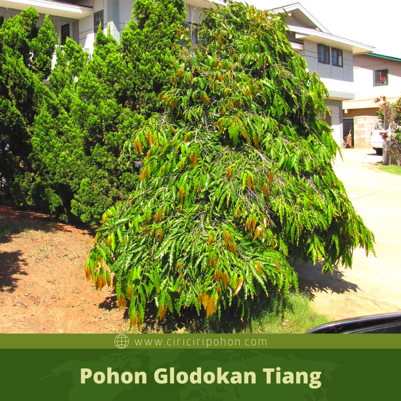 Ciri Ciri Pohon Glodokan Tiang (Polyalthia longifolia) Di Alam Liar ...