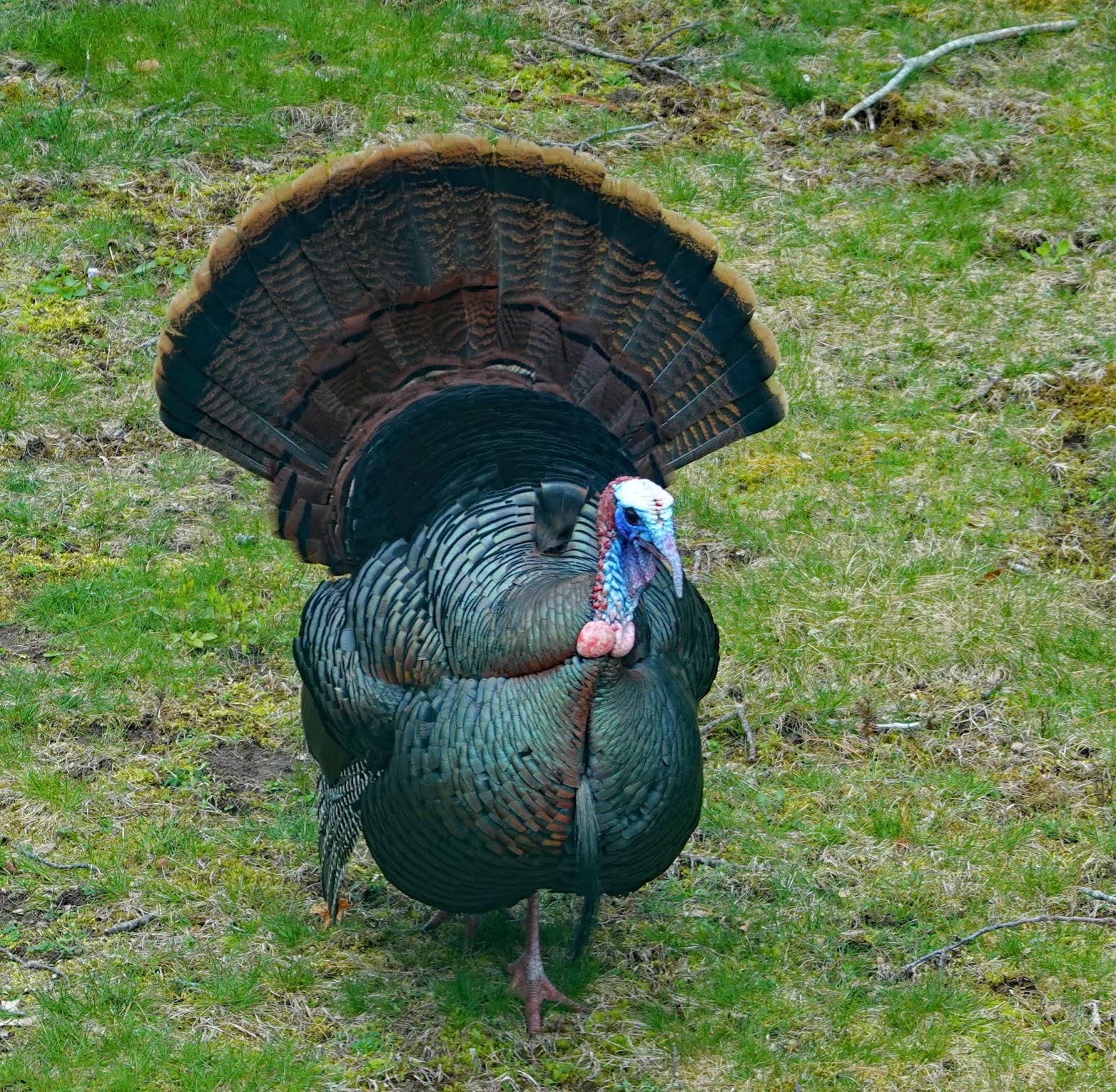 Joe's Retirement Blog: Out and About, Manomet, Plymouth, Massachusetts, USA