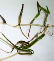 Cymodocea rotundata | Indonesian Forest