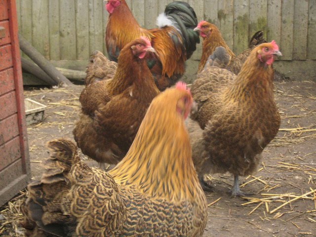 Growing in the Fens: Gold Partridge Orpingtons