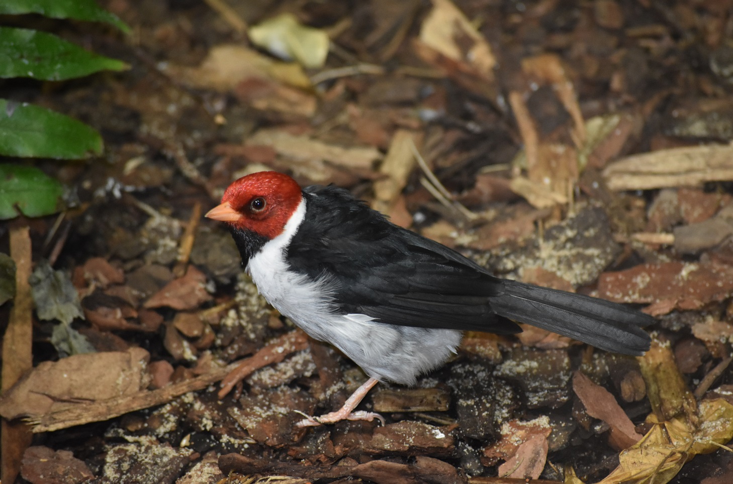 ZOOTOGRAFIANDO (6.100 ANIMALS): CARDENAL SIN COPETE / YELLOW-BILLED ...