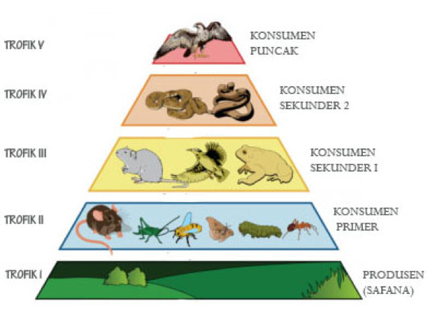 Jika piramida tersebut merupakan piramida biomassa, yang memiliki berat ...