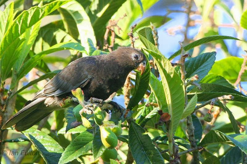 Tierra de papagayos, loros, cacatuas, pericos, cotorras y guacamayos ...