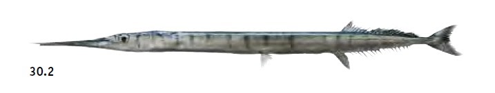 Ikan Suri-suri, Julung-julung Atau Barred Needlefish (Ablennes sp. A ... Ikan Suri-suri, Julung-julung Atau Barred Needlefish (Ablennes sp. A ...