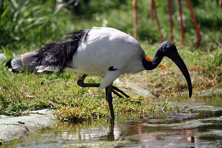 Amazing Animals Pictures: The African Sacred Ibis. The Bird of the ...