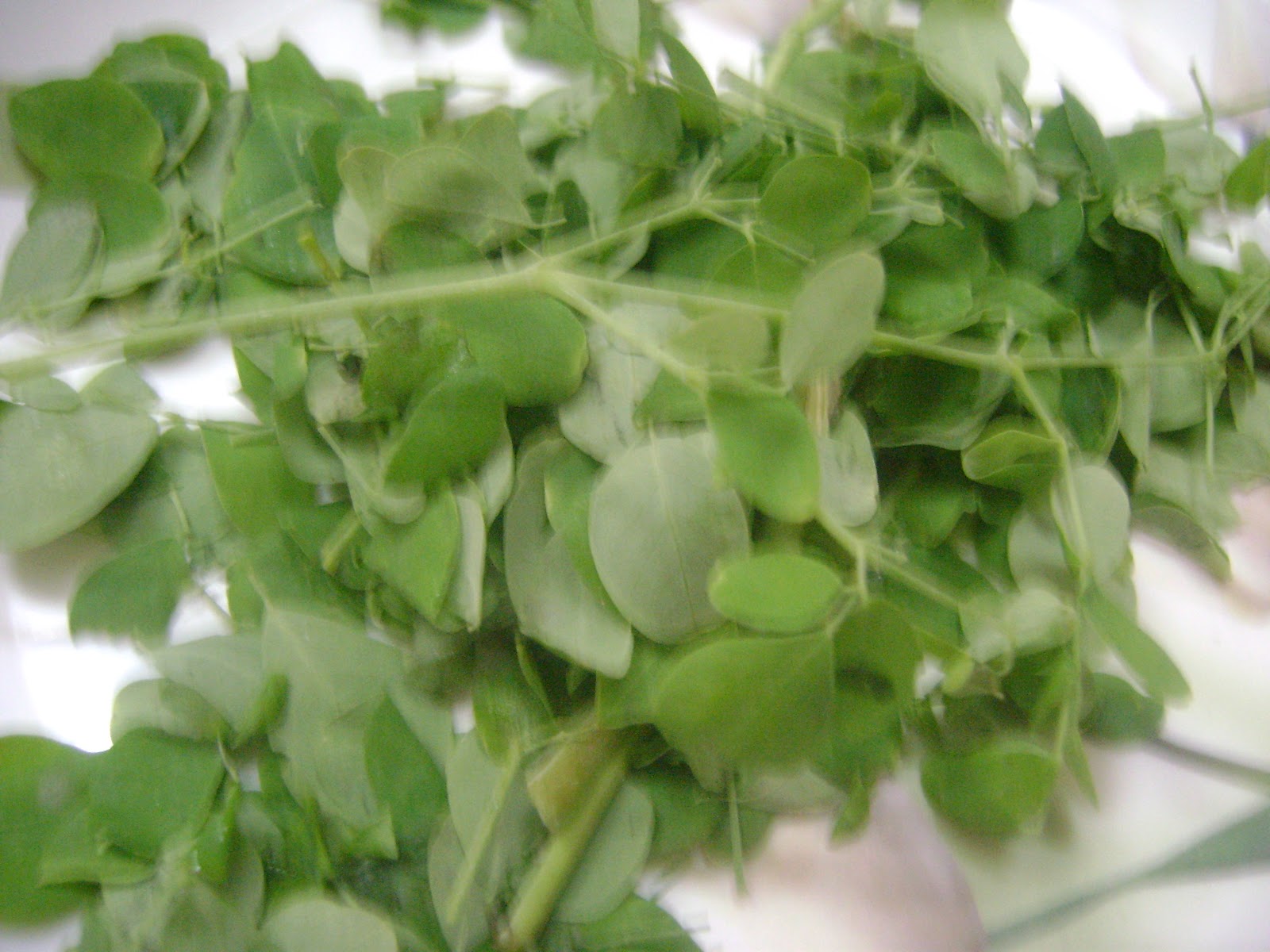 Raji Ramakrishnan : HEALTH BENEFITS OF DRUMSTICK AND LEAVES